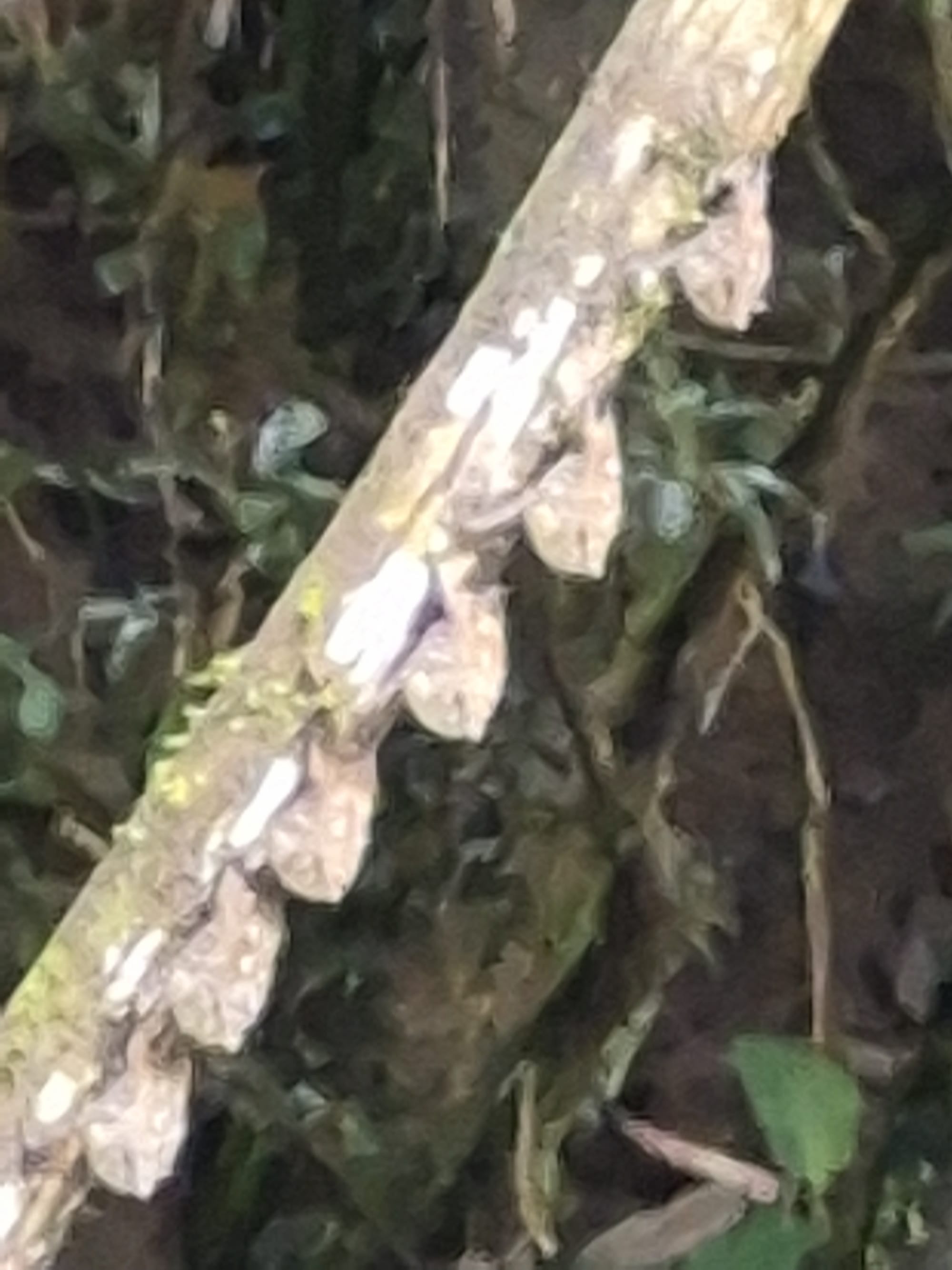 Costa Rica Day 8–10: Sarapiquí River Wildlife, Machaca Fishing & a ...